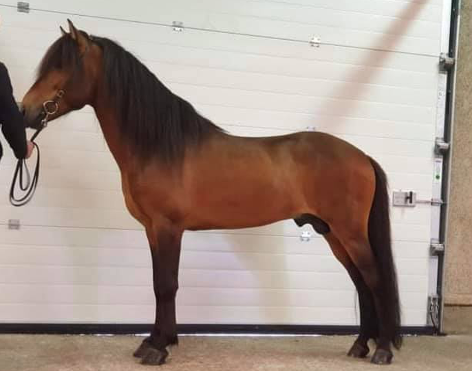 Avlens priser 2021: Evert fra Slippen blev årets hingst - Dansk ...