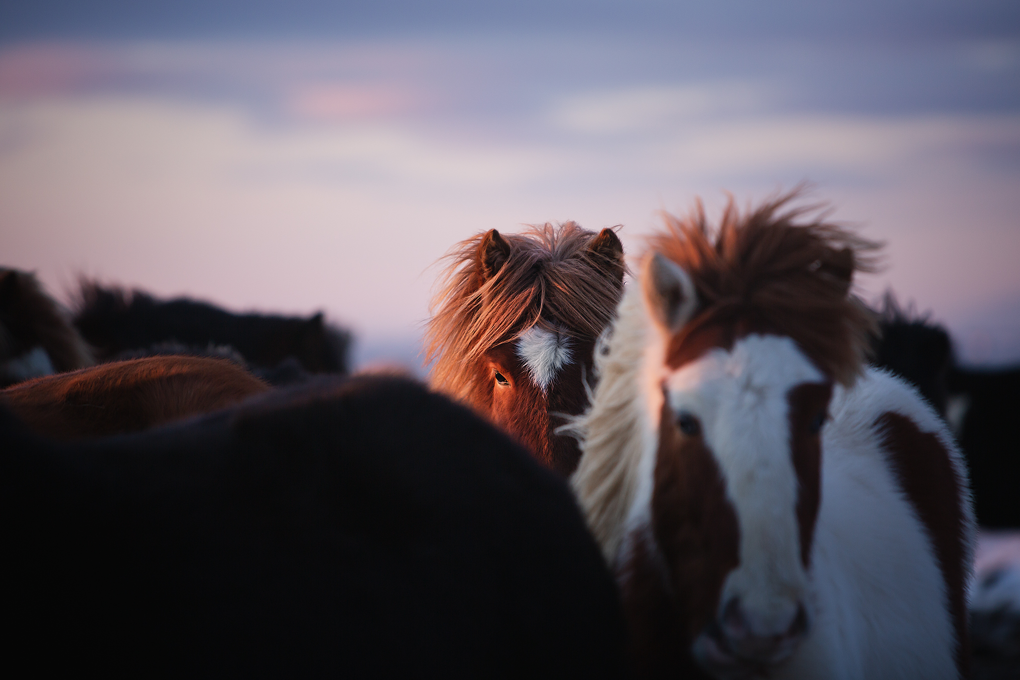 Har du den islandske hest på hjerte? - Dansk Islandshesteforening