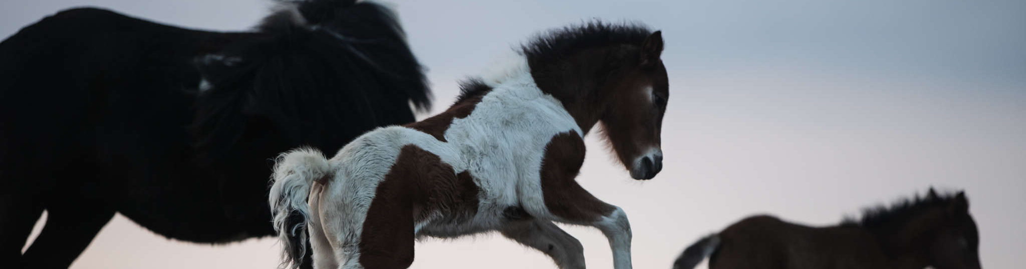 FEIFs Racebeskrivelse og avlsmål - Dansk Islandshesteforening